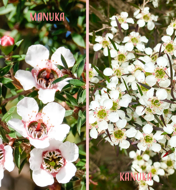 MANUKA AND KANUKA HONEY: A BIG DIFFERENCE DESPITE SIMILAR NAMES ...